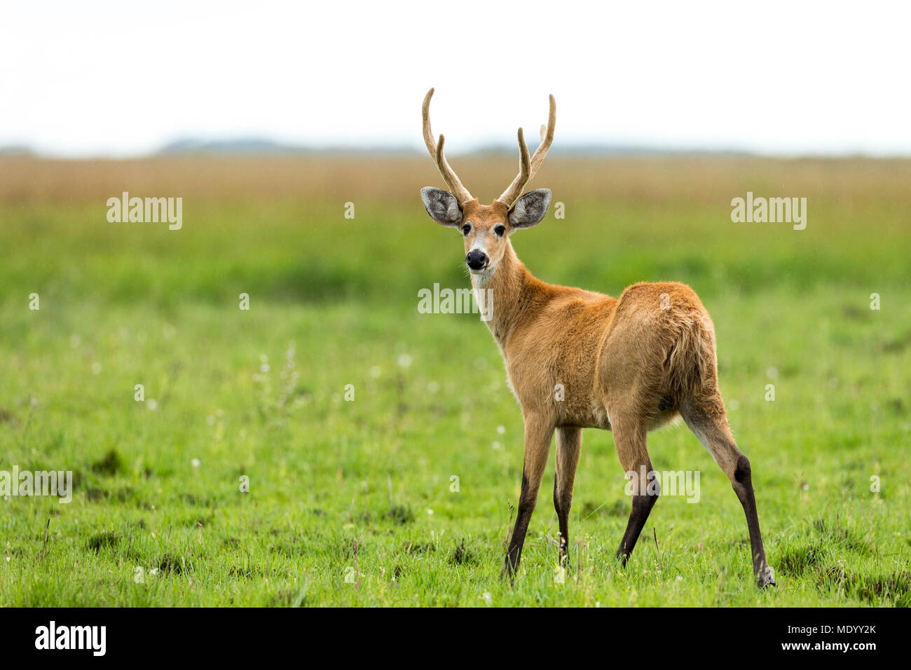 Male Marsh Deer (Blastocerus dichotomus Stock Photo - Alamy