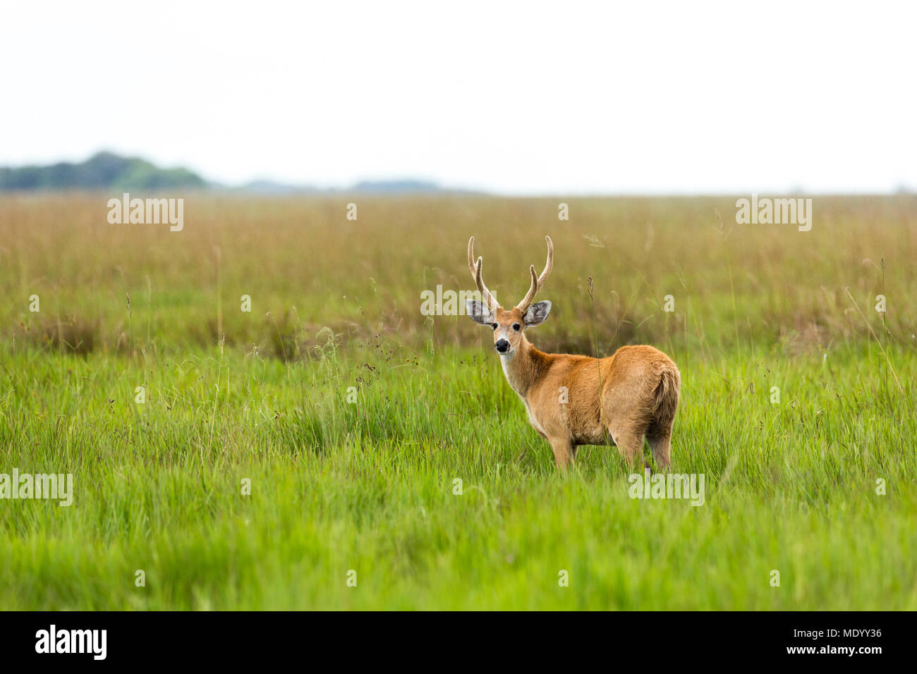 Male Marsh Deer (Blastocerus dichotomus Stock Photo - Alamy