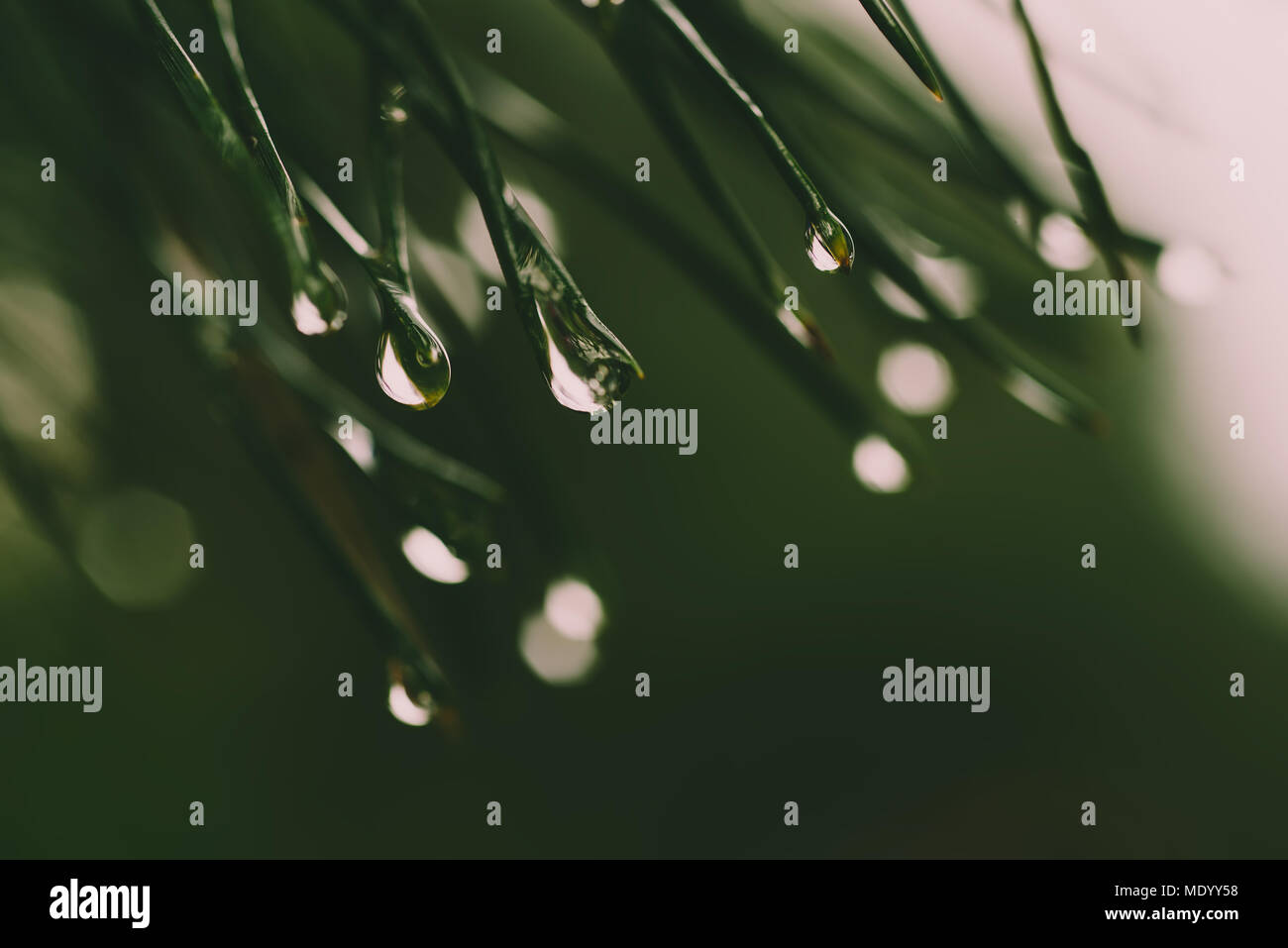 Wet pine tree Stock Photo - Alamy