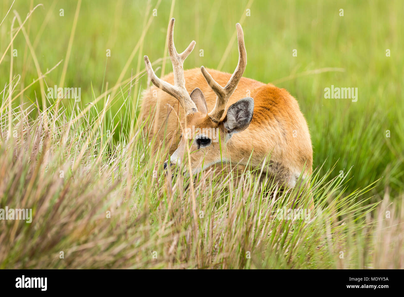 Male Marsh Deer (Blastocerus dichotomus Stock Photo - Alamy