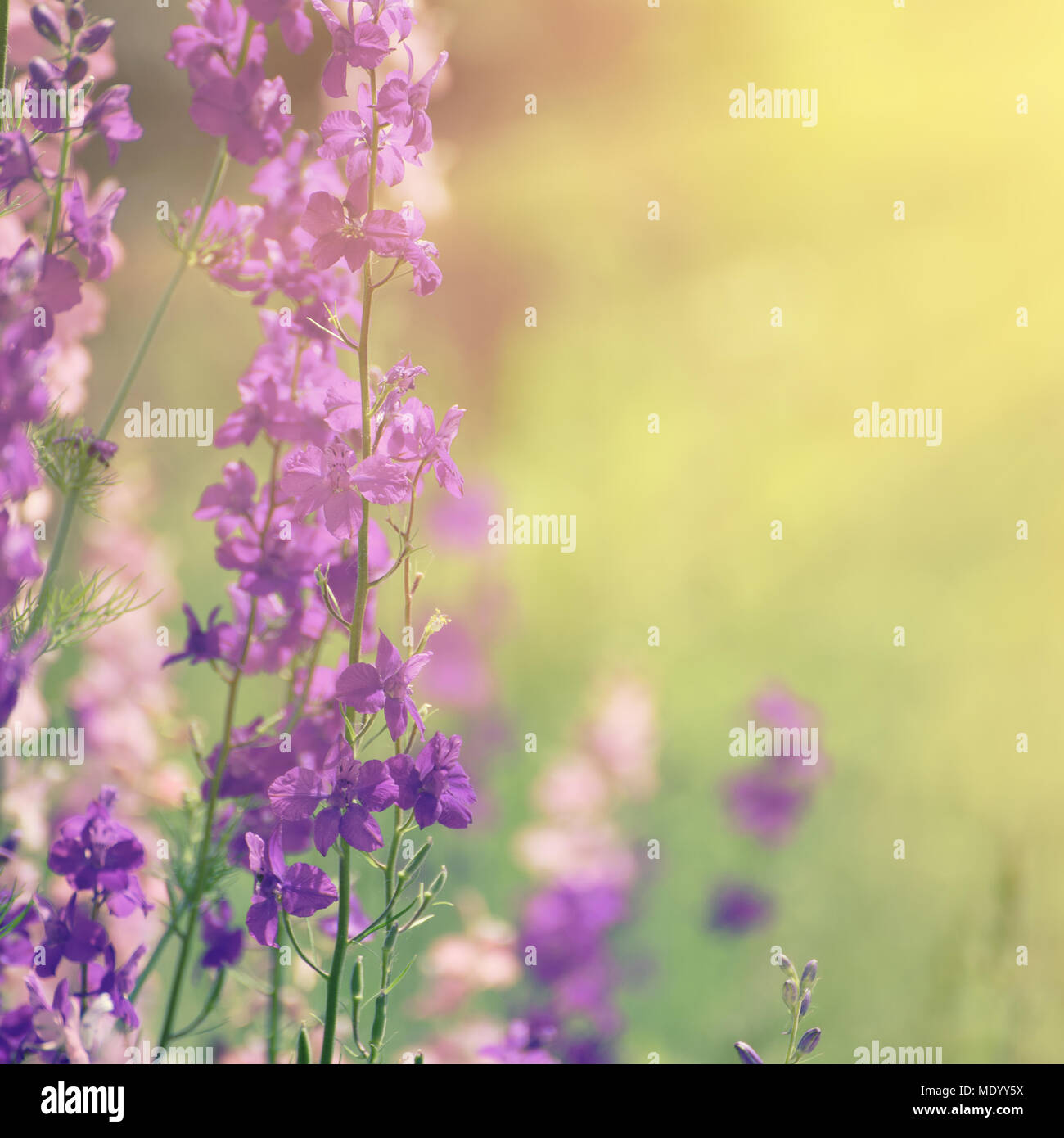 Violet flowers background Stock Photo - Alamy