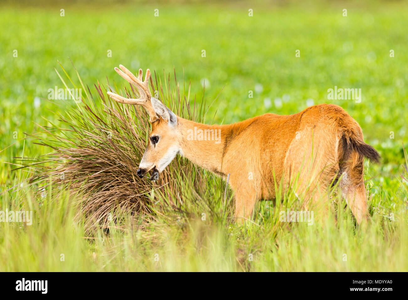 Male Marsh Deer (Blastocerus dichotomus Stock Photo - Alamy