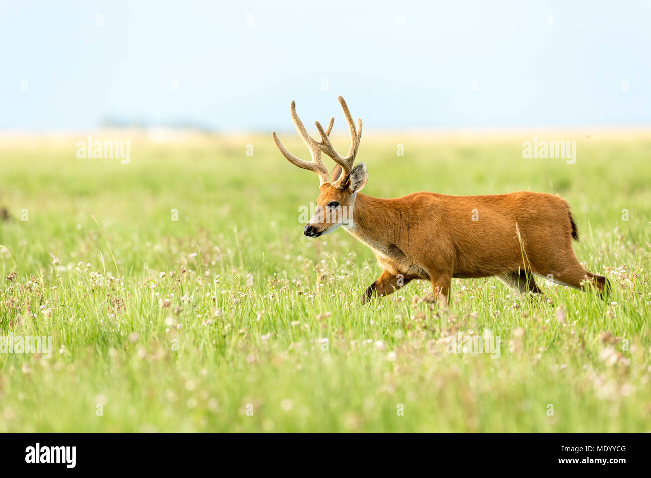 Male Marsh Deer (Blastocerus dichotomus Stock Photo - Alamy