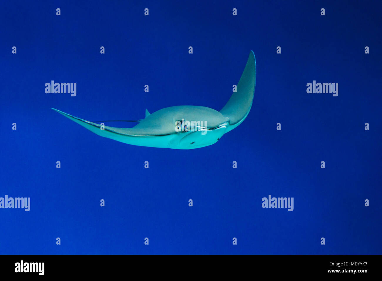 Atlantic stingrays hi-res stock photography and images - Alamy