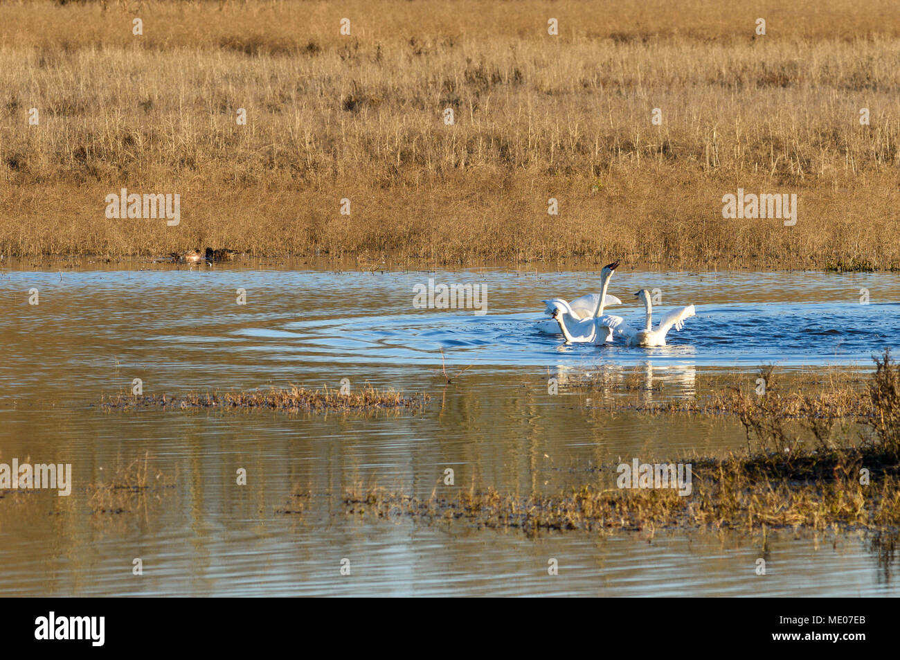 Whistling goose hi-res stock photography and images - Alamy