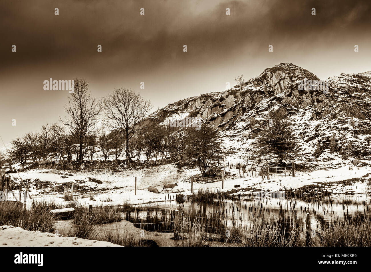 Ox mountains hi-res stock photography and images - Alamy