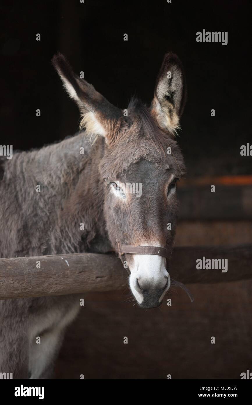 Normandy donkey hi-res stock photography and images - Alamy