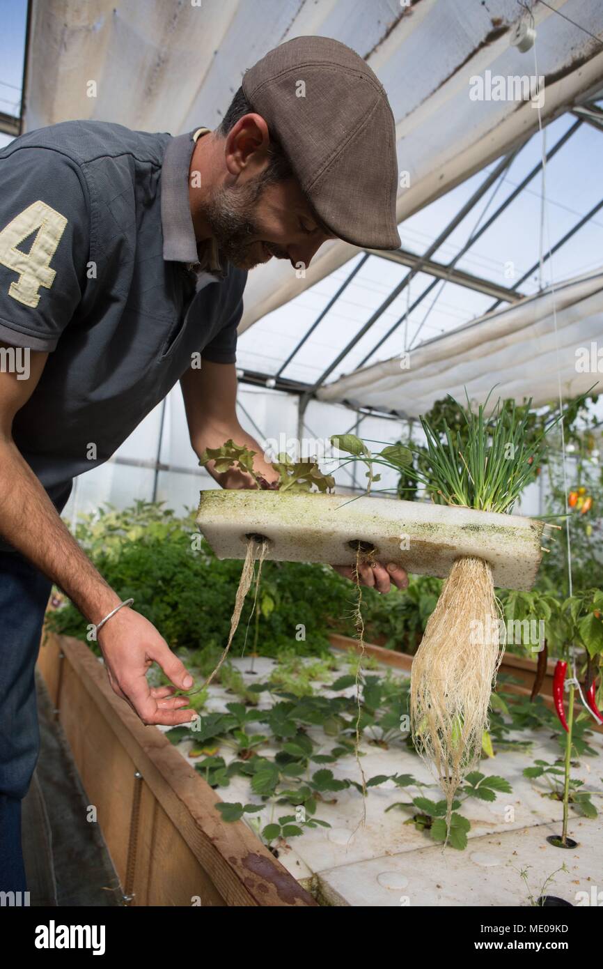 vegetable garden under a greenhouse, roots, vegetables, salad, culture ...