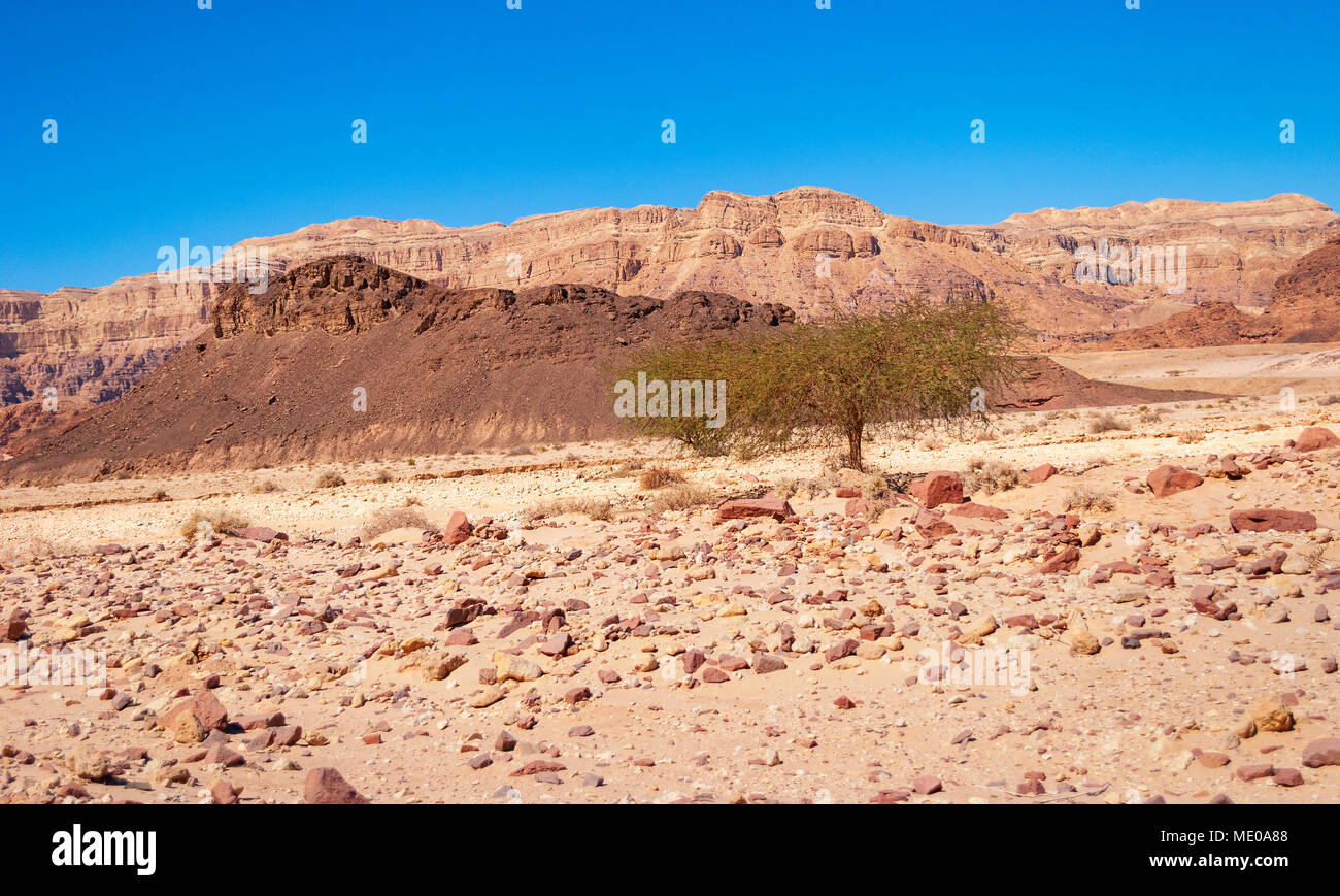 Acacia desert israel tree hi-res stock photography and images - Alamy