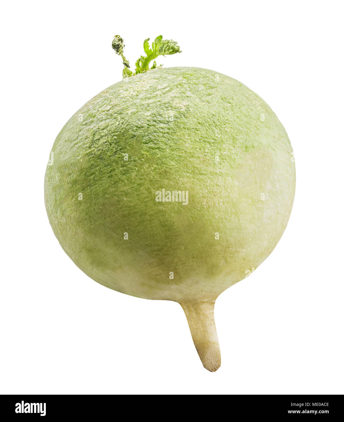 Fresh green raw redish isolated on white background with shadow ...