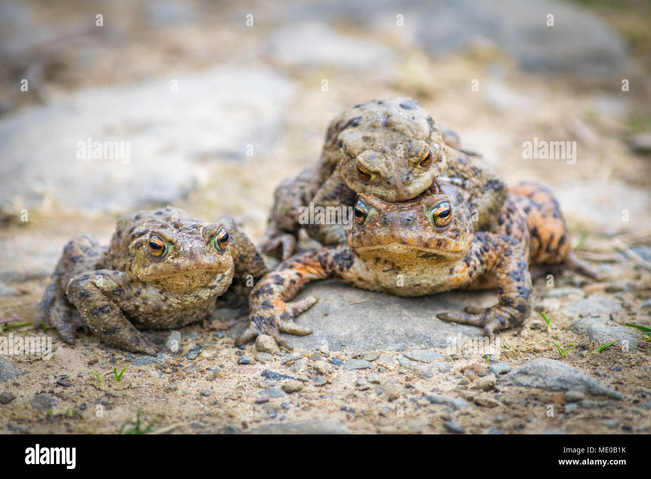 Mating Common Toads (Bufo Bufo Stock Photo - Alamy