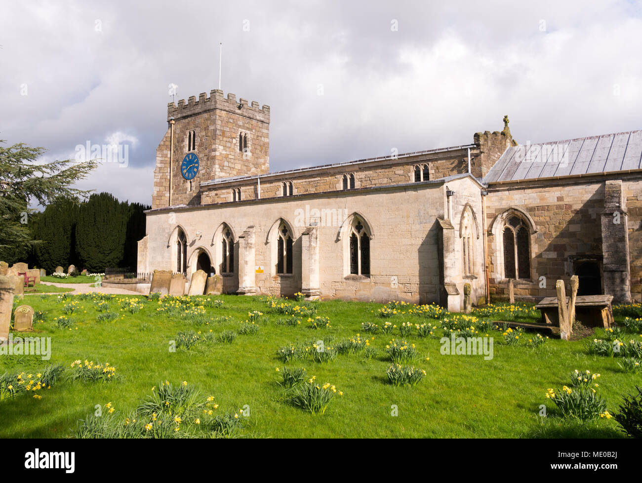 Daffodils in the churchyard of St Andrews church, Aldborough ...