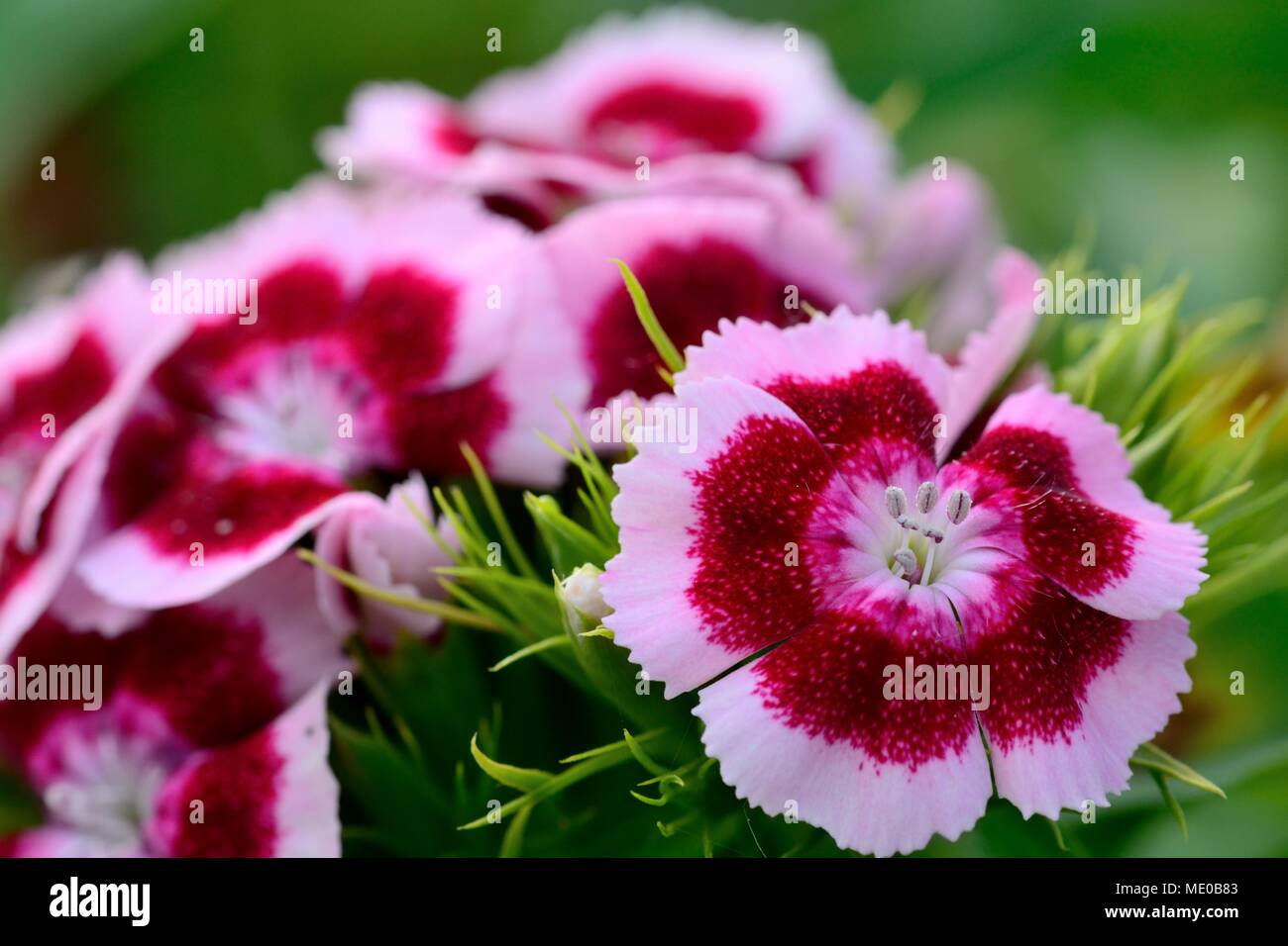 Carnations hi-res stock photography and images - Alamy