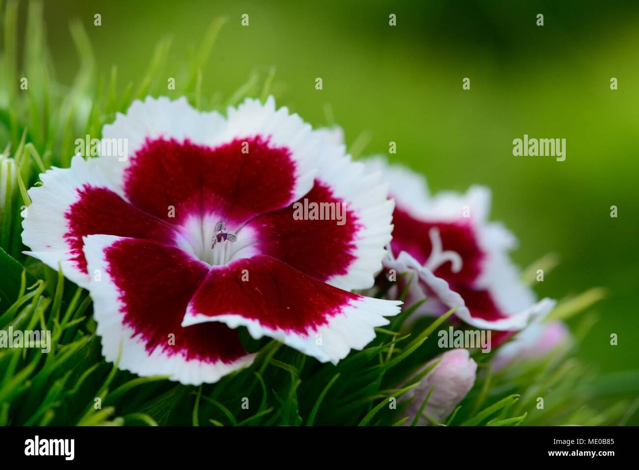 Red with white carnations hi-res stock photography and images - Alamy