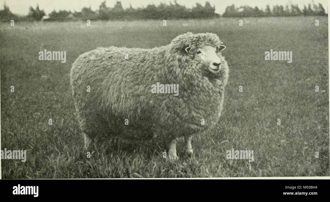 Examples of splices in different stages of completion, from the Nordisk ...