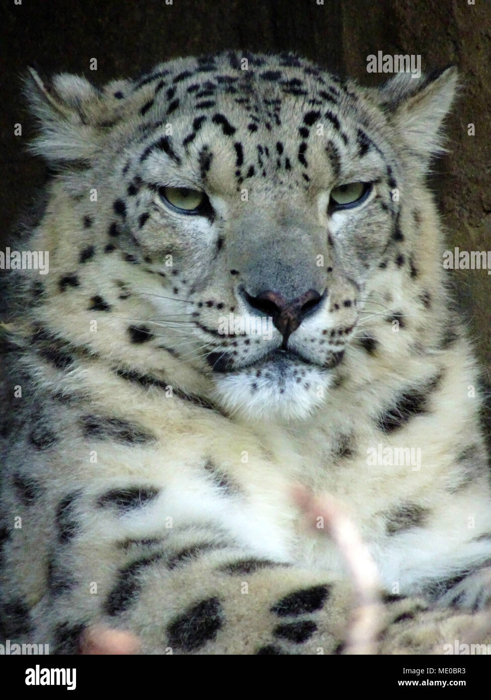 Snow leopard relaxed hi-res stock photography and images - Alamy