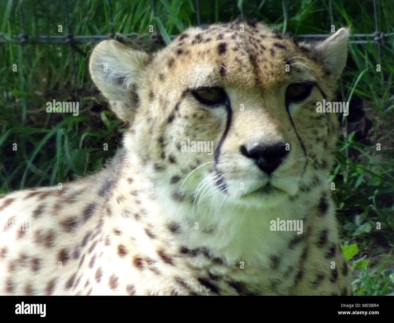 Cheetah and photographer hi-res stock photography and images - Alamy