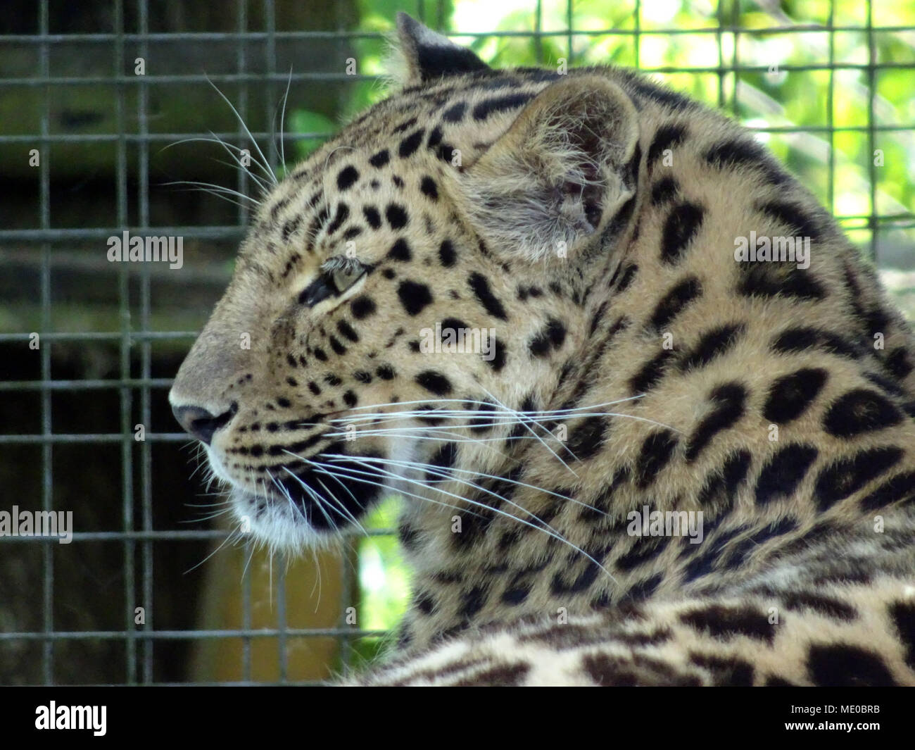 Majestic leopard hi-res stock photography and images - Alamy