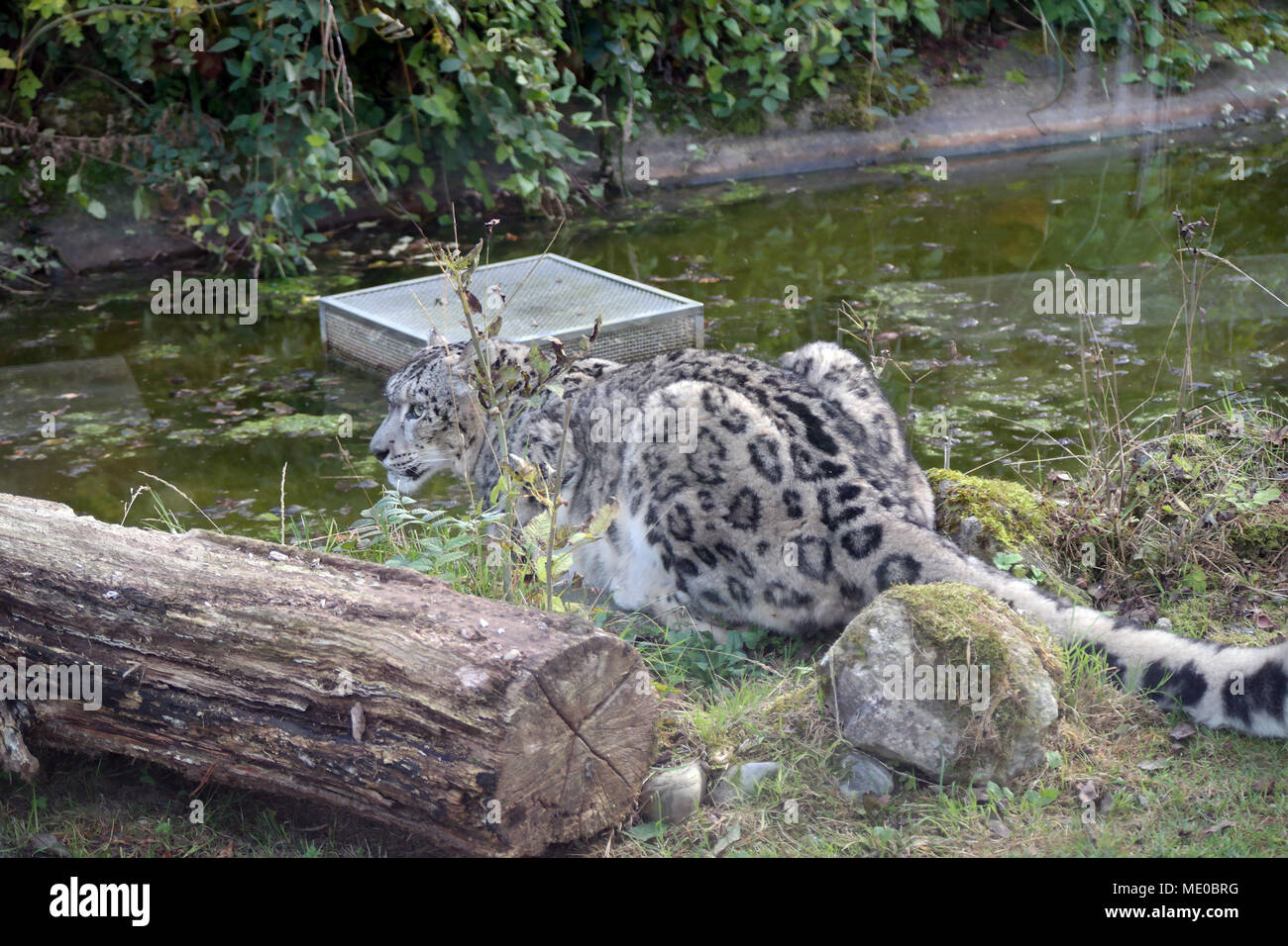 Sleeping snow leopard hi-res stock photography and images - Alamy