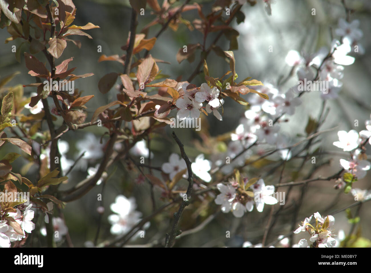 White spring flowers Stock Photo - Alamy