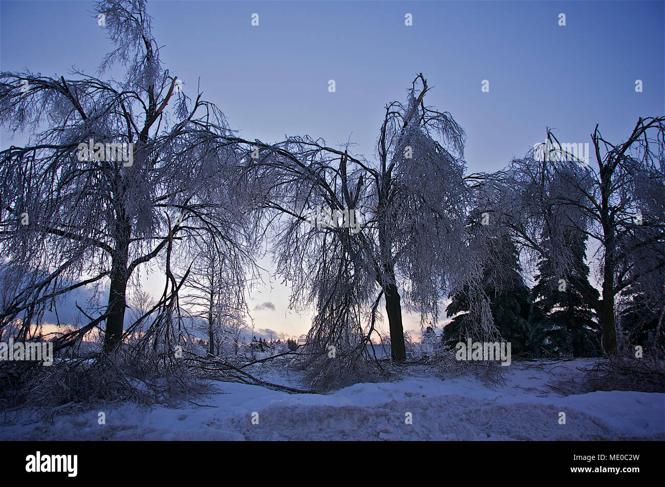 The landscape of damaged trees after an ice storm Stock Photo - Alamy