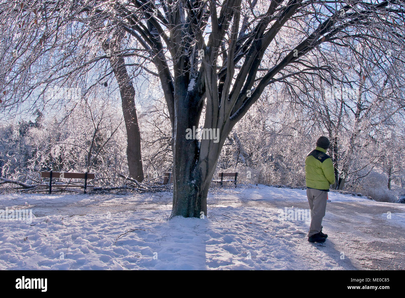 Freezing rain on trees hi-res stock photography and images - Alamy