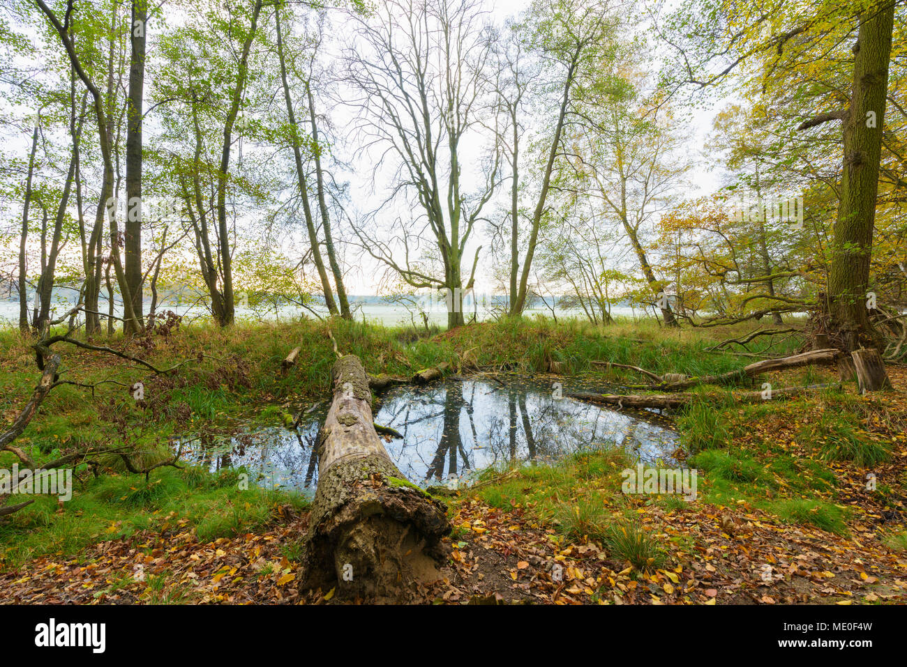 Looking through fallen tree hi-res stock photography and images - Alamy