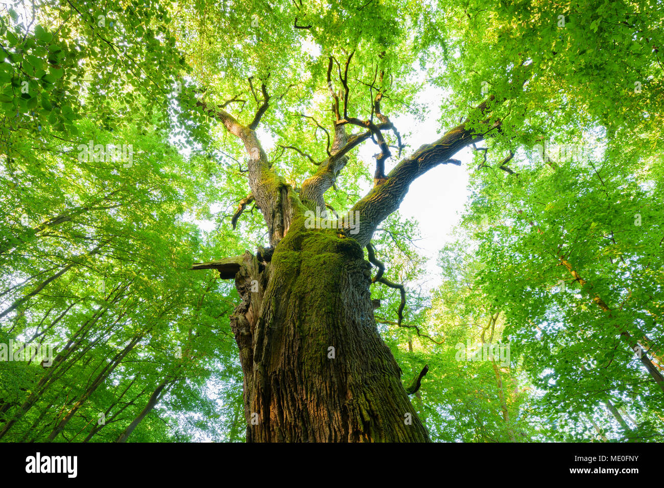 Old common oak tree hi-res stock photography and images - Alamy