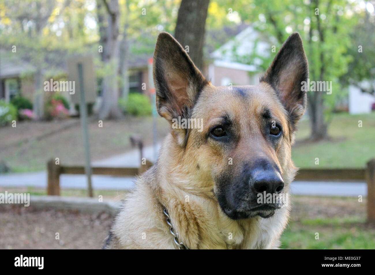 Max The German Shepherd Stock Photo - Alamy