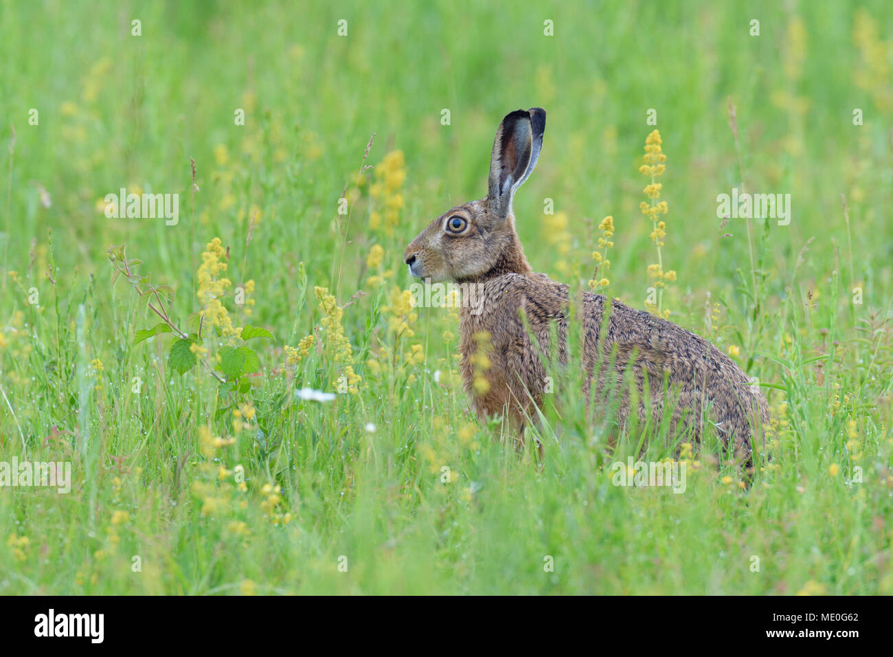 Sitting hare side profile hi-res stock photography and images - Alamy