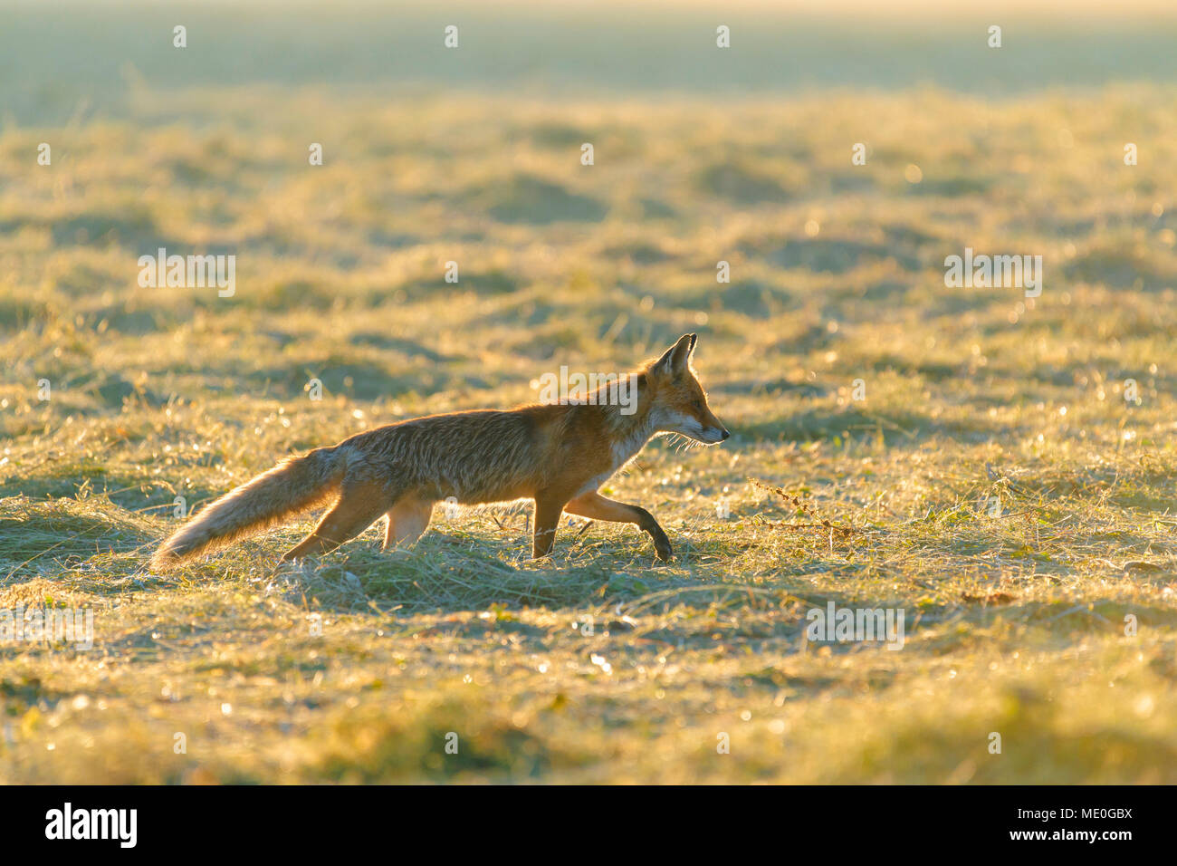 Backlit red fox (Vulpes vulpes) walking on a mowed meadow at sunrise in ...