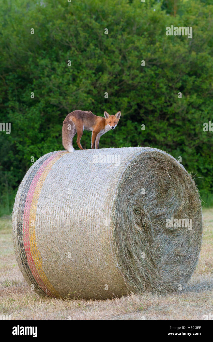 Red fox (Vulpes vulpes) standing on top of a hay bale and looking at ...