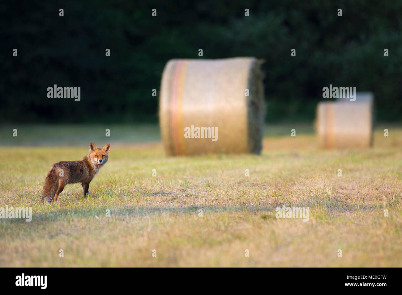 Partial mowed hay field hi-res stock photography and images - Alamy