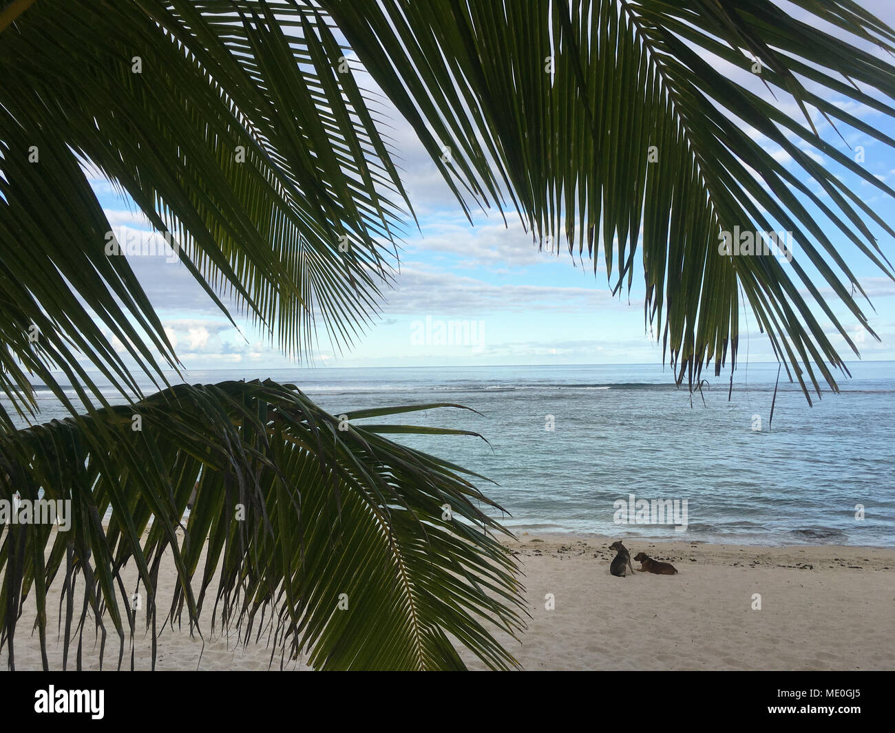 Islands of dogs hi-res stock photography and images - Alamy