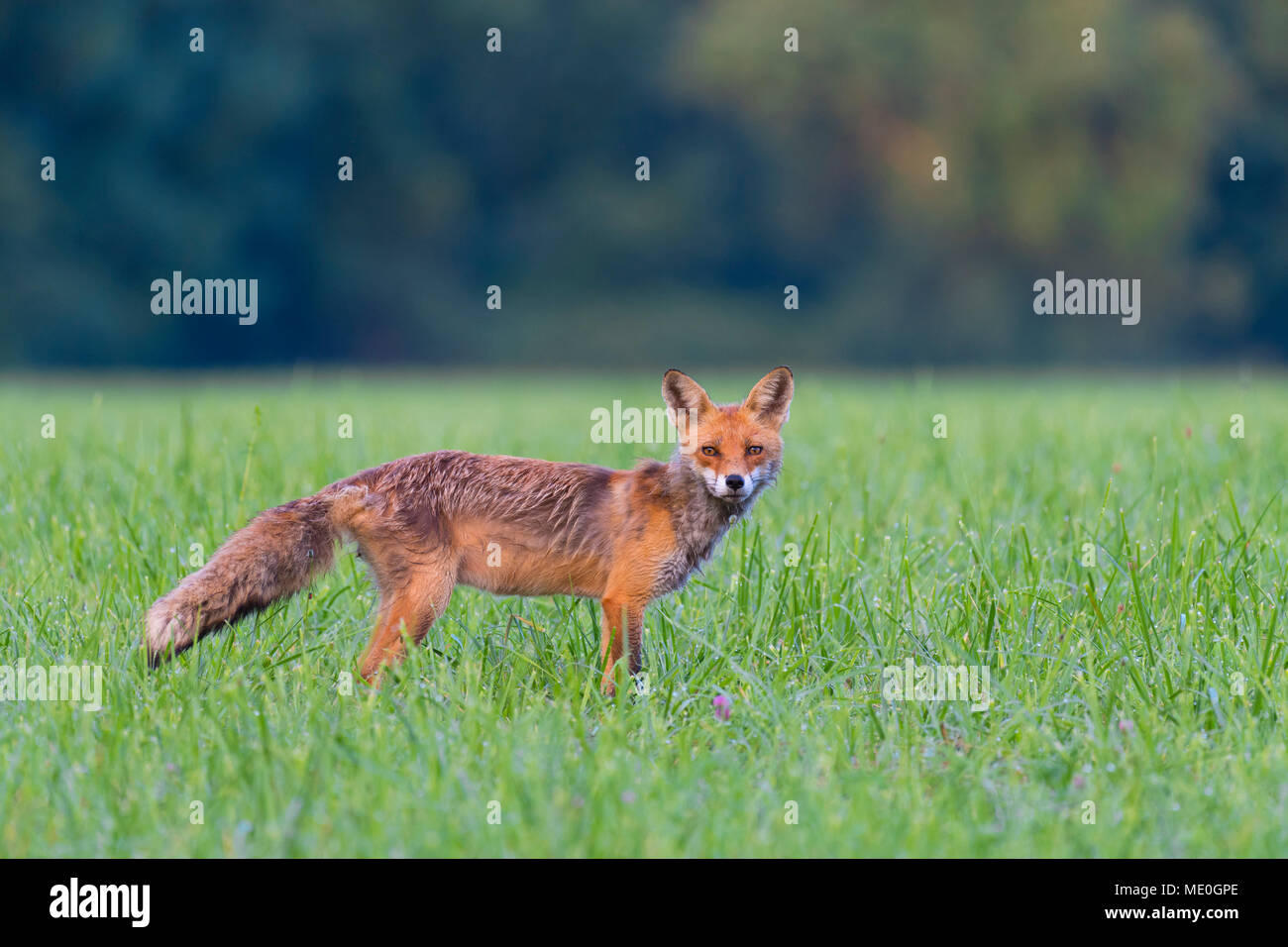 Portrait of alert red fox (Vulpes vulpes) looking at camera standing on ...