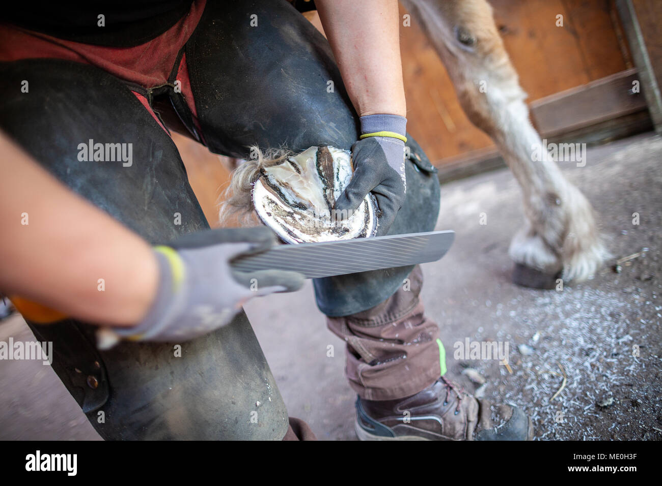 a blacksmith works on a horse hoof Stock Photo - Alamy