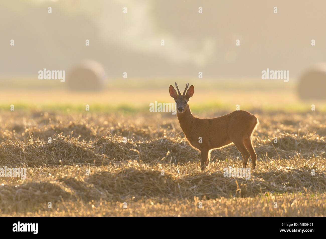 Three point buck hi-res stock photography and images - Alamy