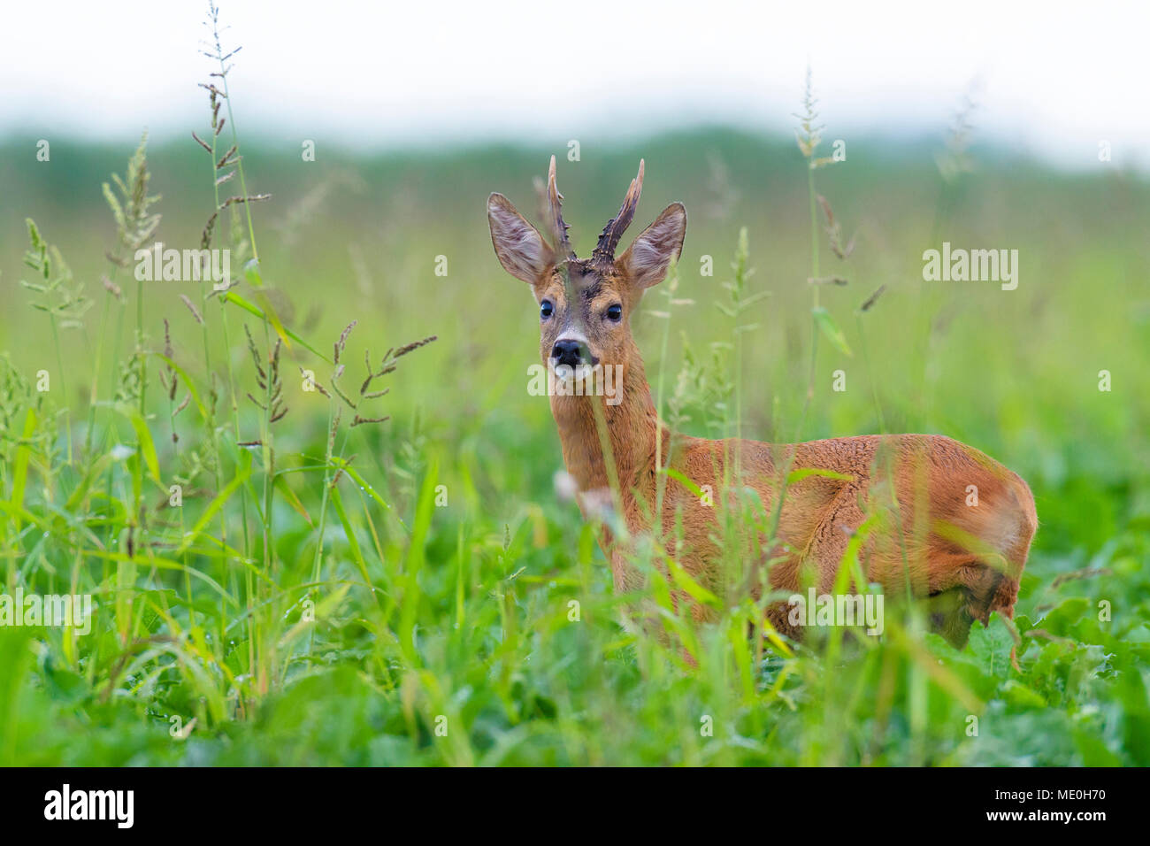 Close-up portrait of roebuck, western roe deer (Capreolus capreolus ...