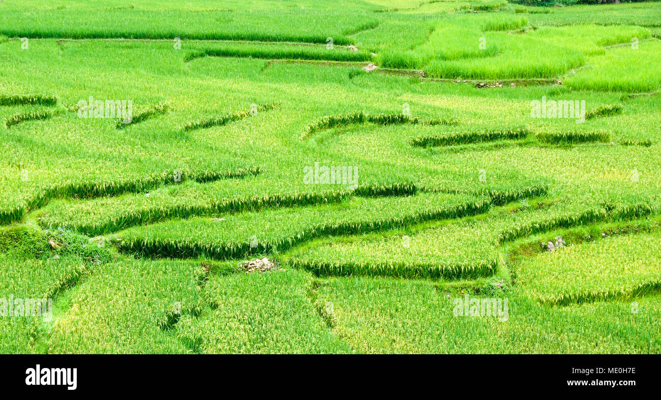 Green rice fields from Vietnam countryside at Sapa area Stock Photo - Alamy