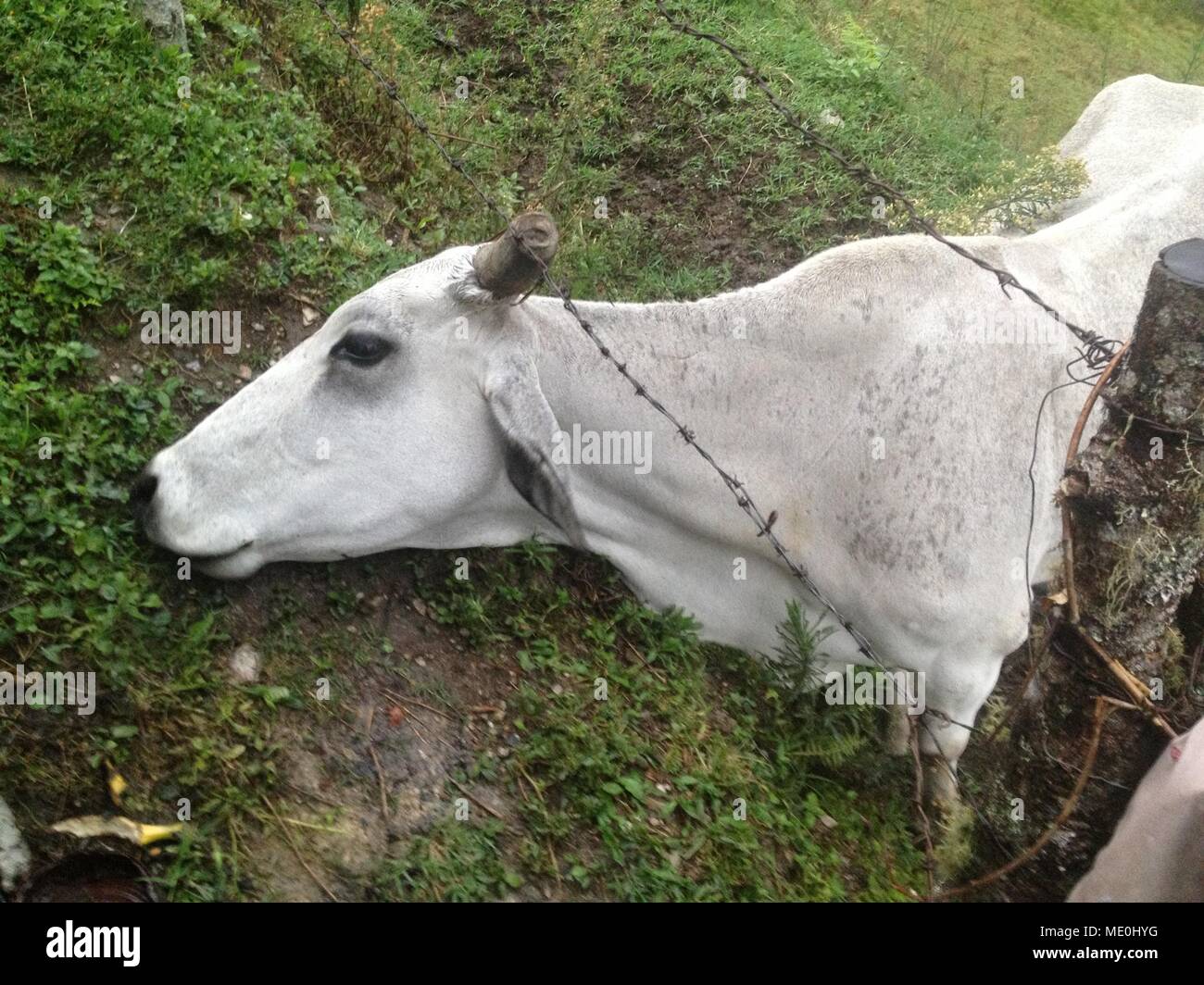 Isolated Cow eating Stock Photo - Alamy