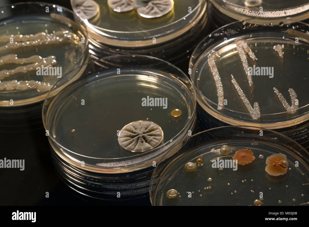 Penicillin petri dish hi-res stock photography and images - Alamy