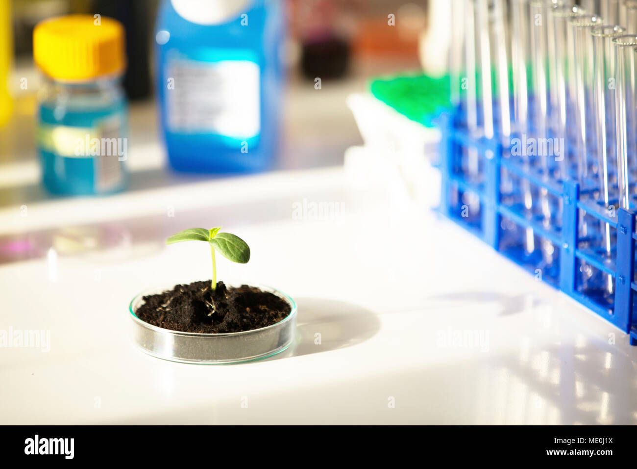 Genetic modified plant hi-res stock photography and images - Alamy