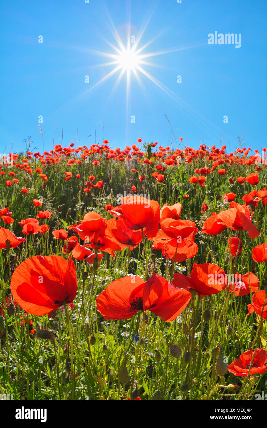 Starburst of sun over a poppy field in summer, Germany Stock Photo - Alamy