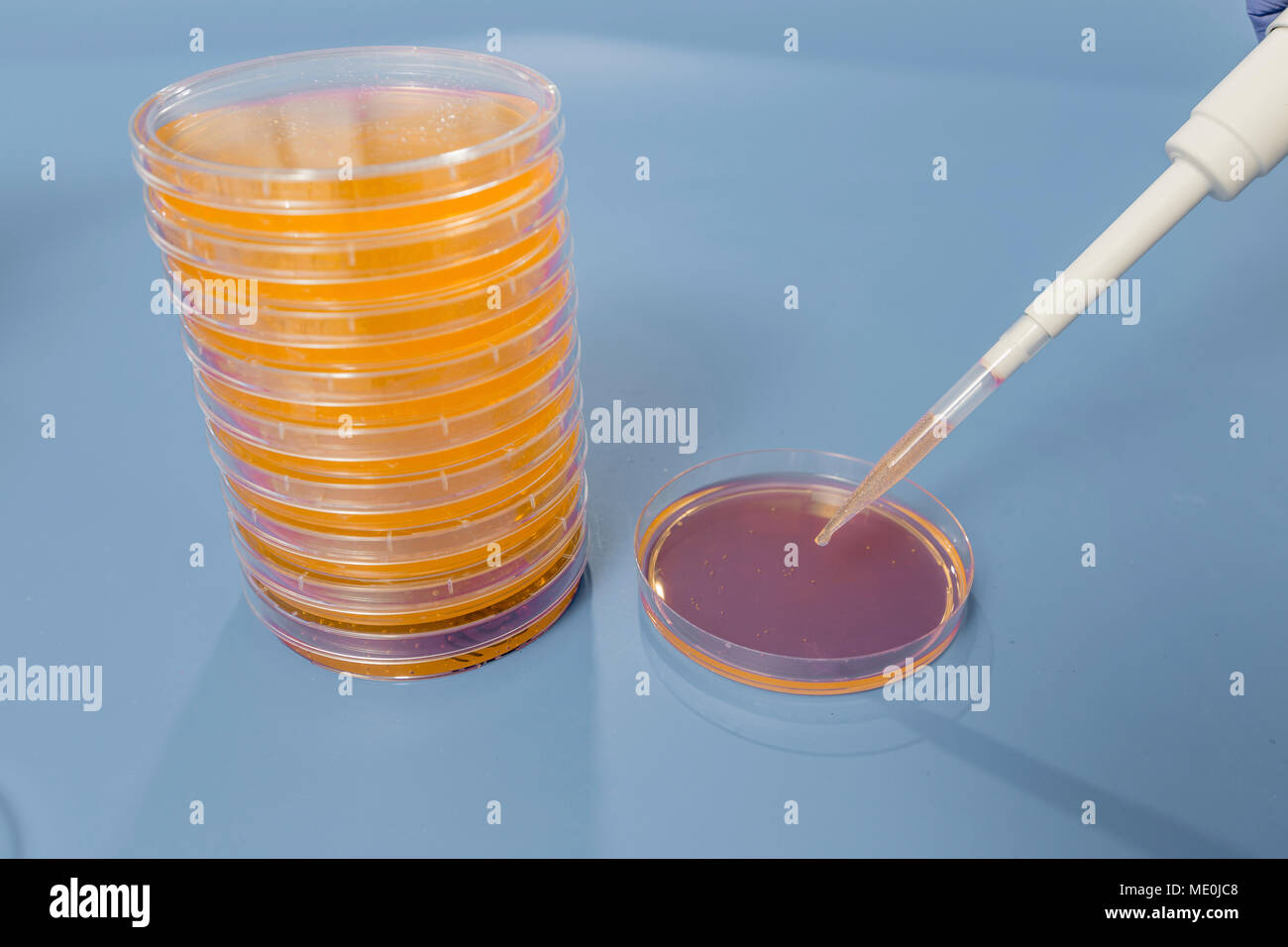 Agar plate inoculating hi-res stock photography and images - Alamy