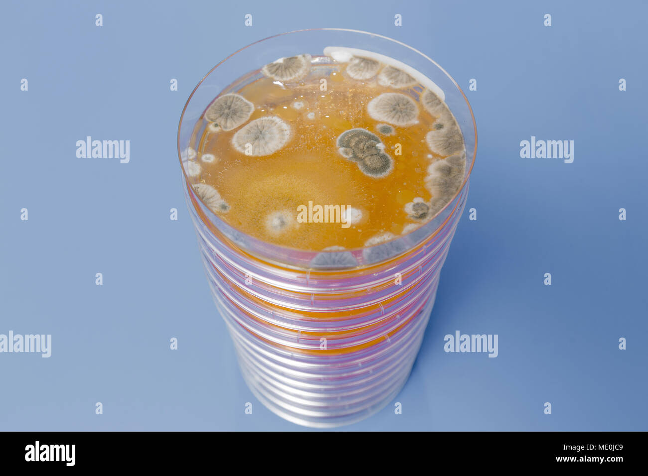 Agar plates. Stacks of Petri dishes with cultured agar Stock Photo - Alamy