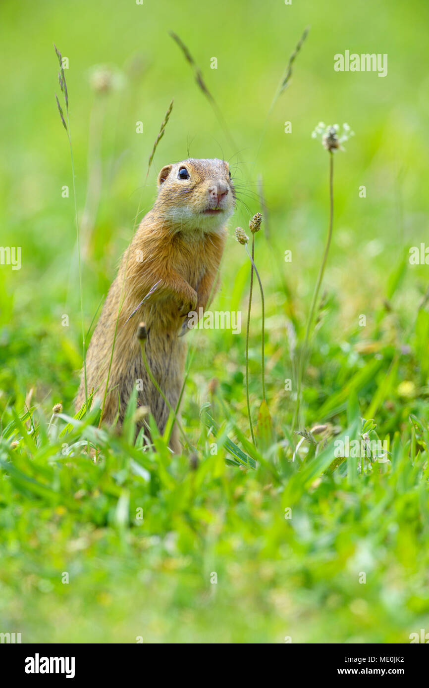 Frightened squirrel hi-res stock photography and images - Alamy