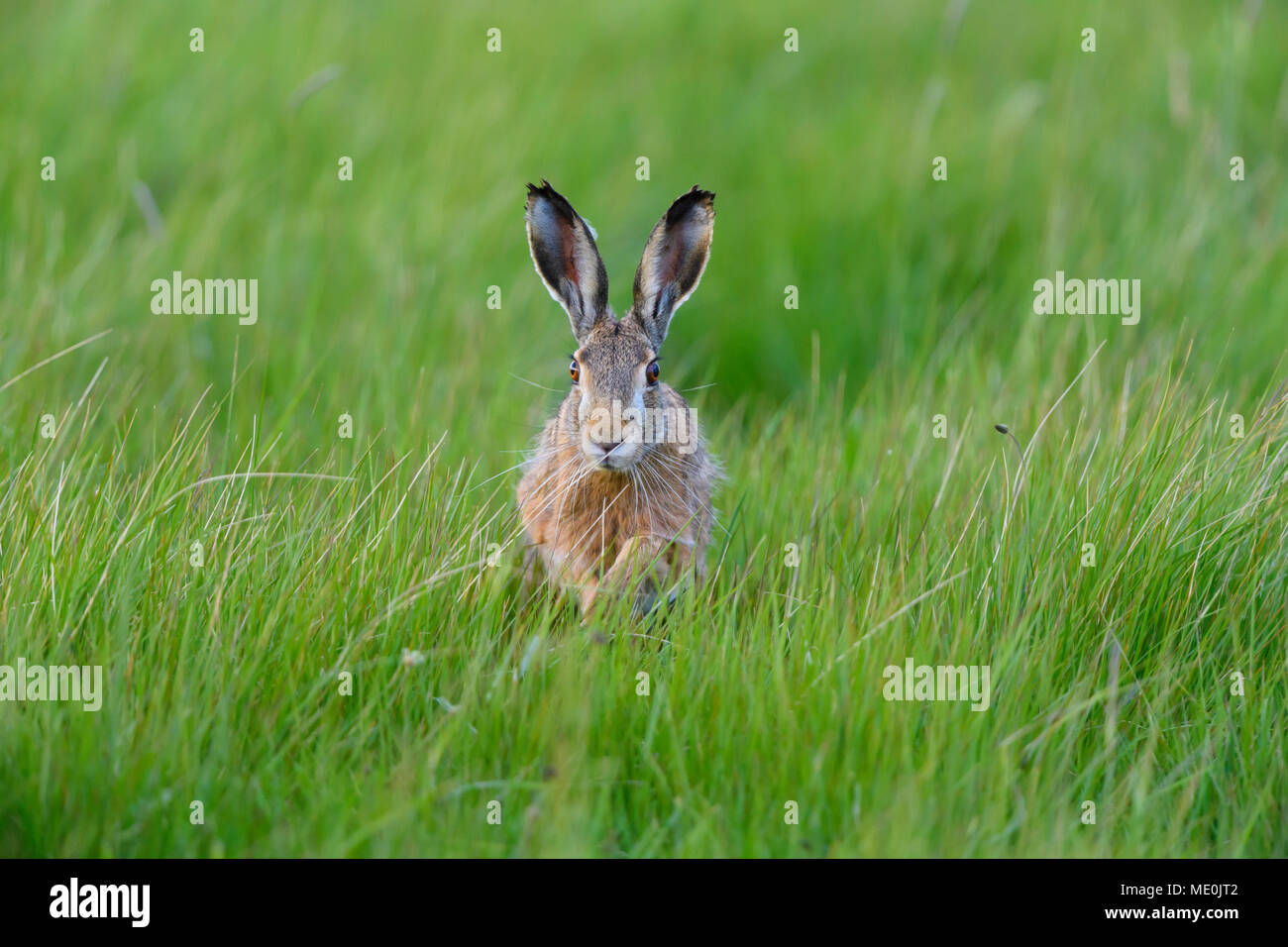Hop field no camera movement hi-res stock photography and images - Alamy