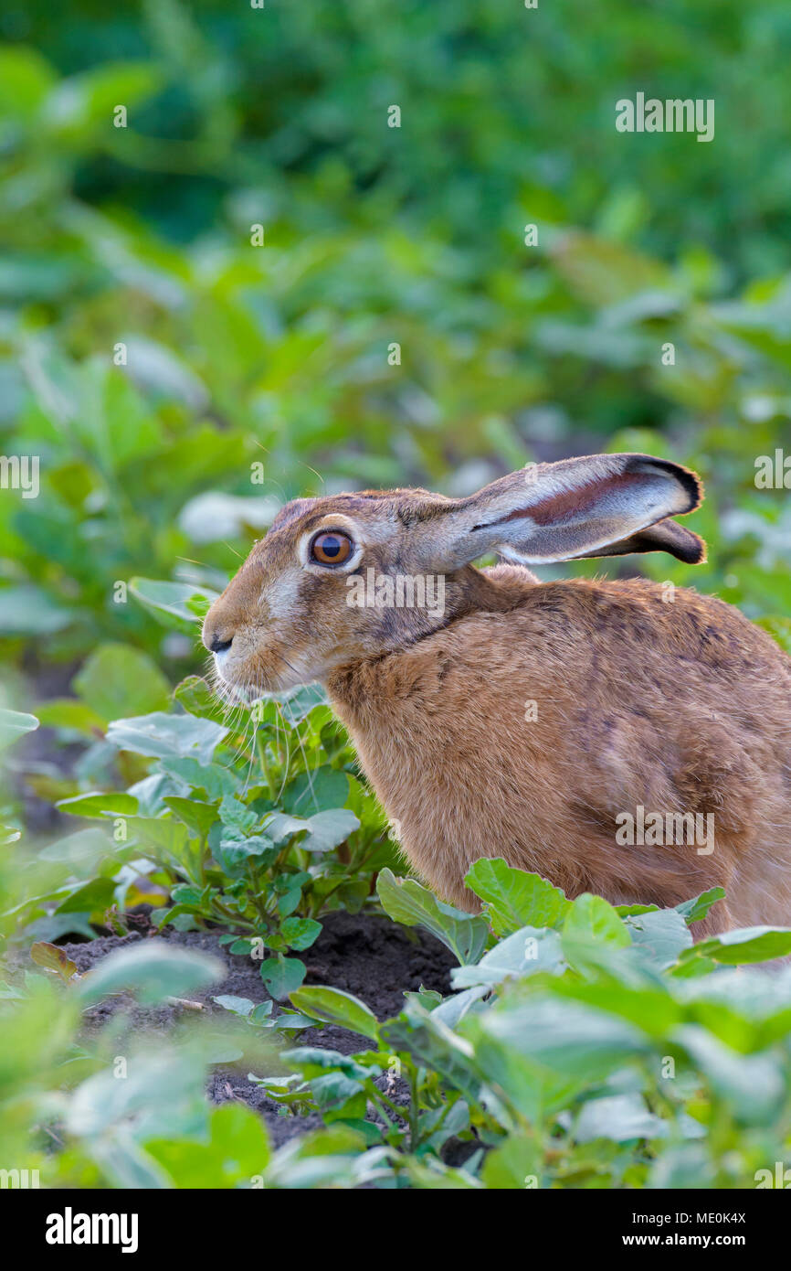 Sitting hare side profile hi-res stock photography and images - Alamy