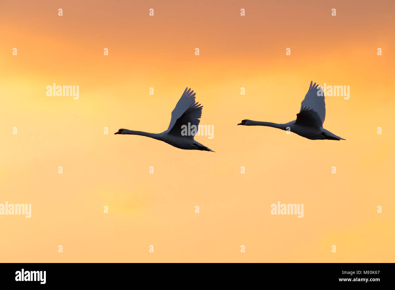 Image of swans in flight hi-res stock photography and images - Alamy