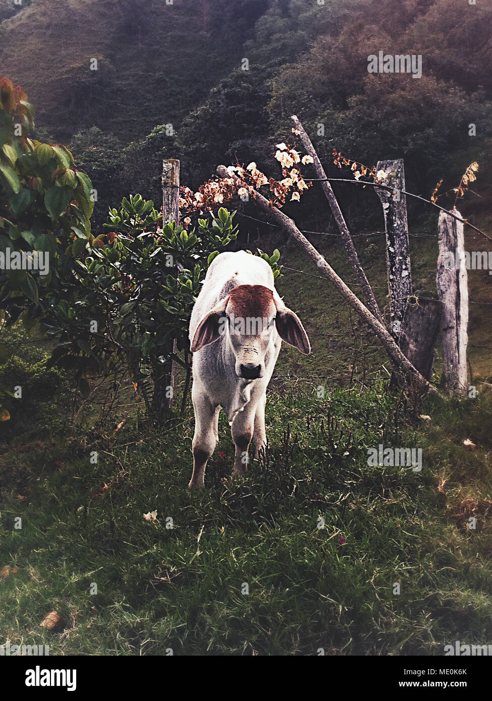 Isolated Calf in a Farm Stock Photo - Alamy